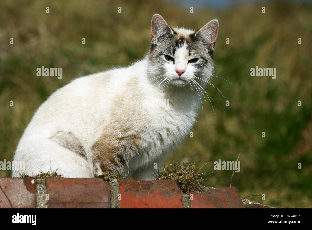 Felidae, domestic kitten, domestic cat (Felis Catus), pet, pets Stock ...