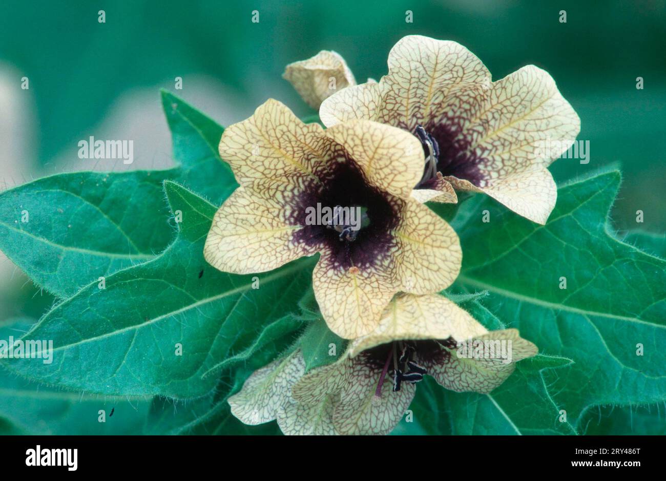 Black henbane (Hyoscyamus niger Stock Photo - Alamy