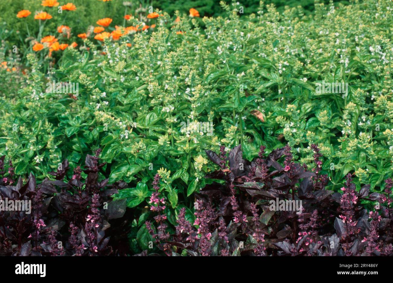 Basil, basil (Ocimum basilicum), spice plants, pot herbs, labiates ...