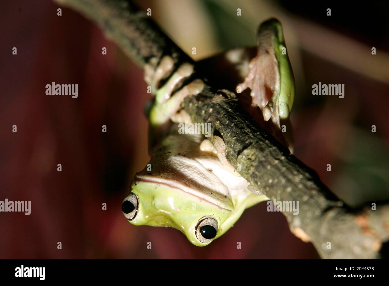 Australian green tree frog (Litoria caerulea), Coral fingered tree frog ...