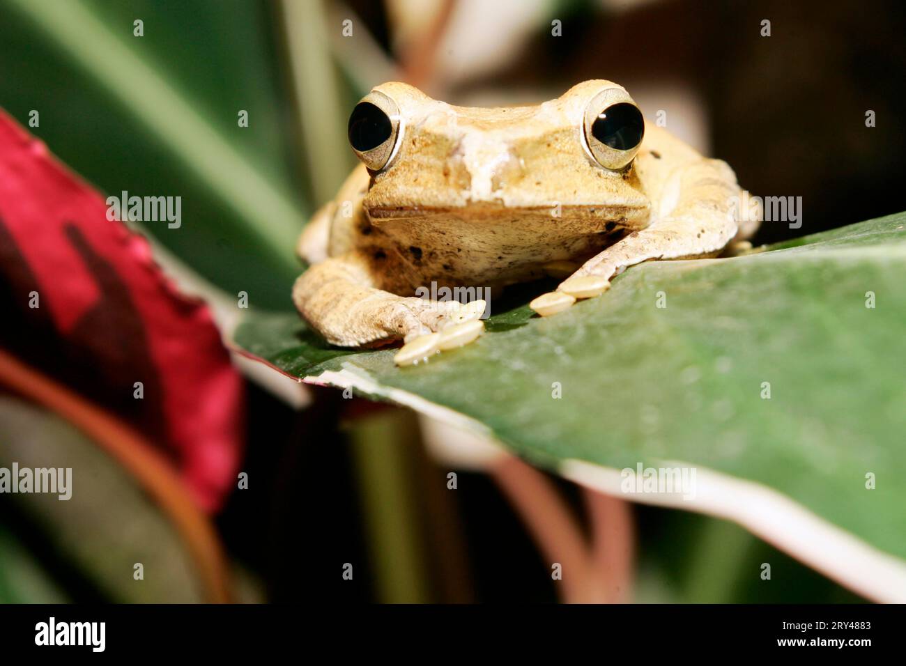 White-bearded Tree Frog, Common Asian Tree Frog (Rhacophorus ...