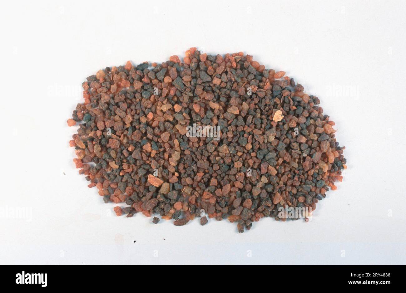 Dried Sweet Cicely, Dried sweet umbel (Myrrhis odorata), sweet umbel ...
