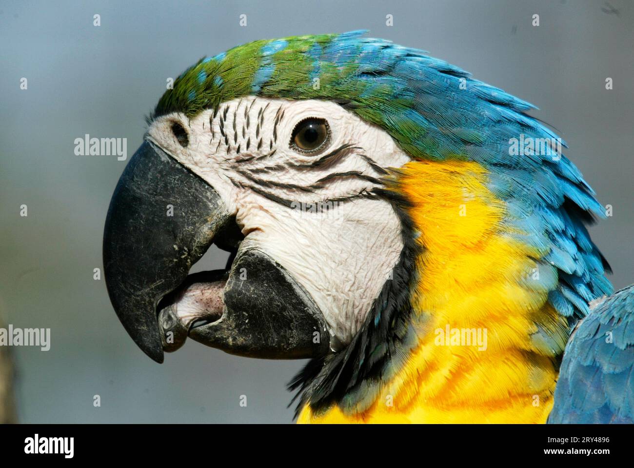 Blue and yellow macaw (Ara ararauna), macaw blue, yellow-breasted macaw ...