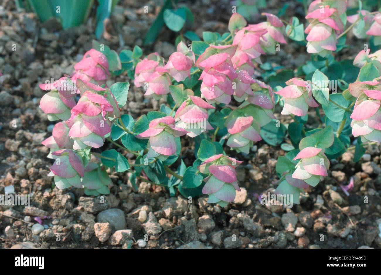 Marjoram flowers hi-res stock photography and images - Alamy