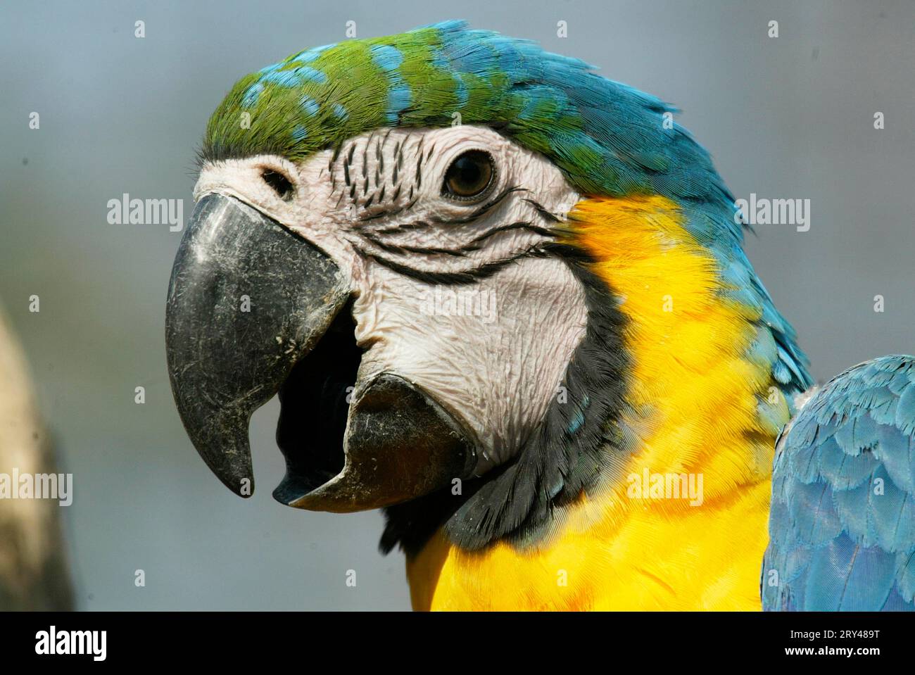 Blue and yellow macaw (Ara ararauna), macaw blue, yellow-breasted macaw ...