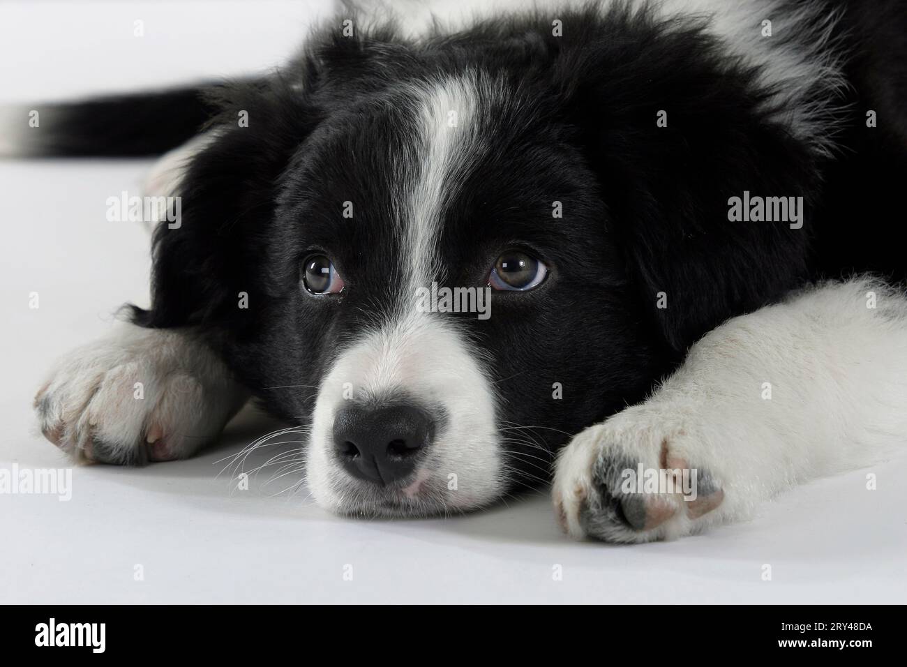 Border Collie, puppy, 10 weeks old, puppy, 10 weeks old, mammals ...