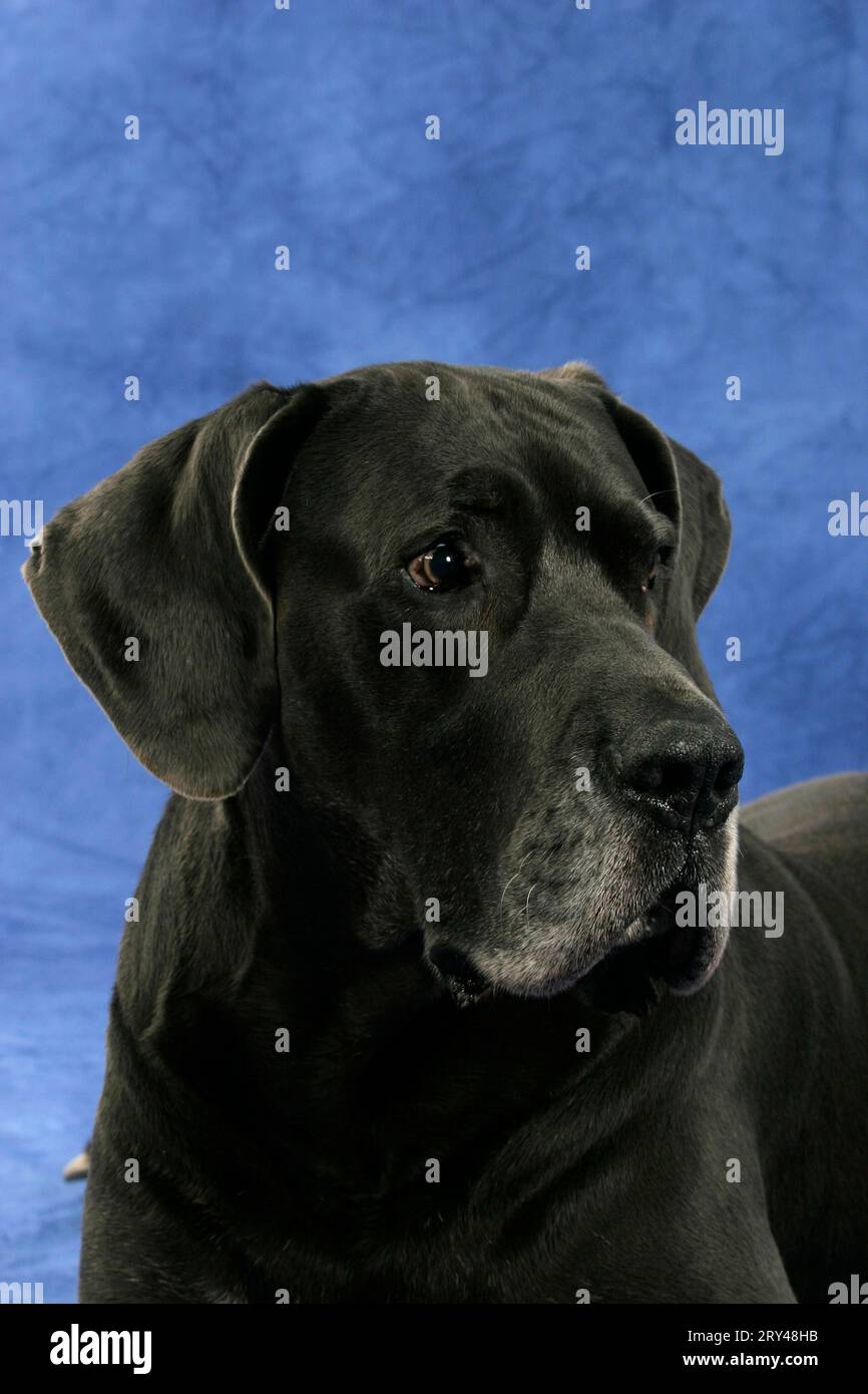 Year old great dane dog hi-res stock photography and images - Alamy