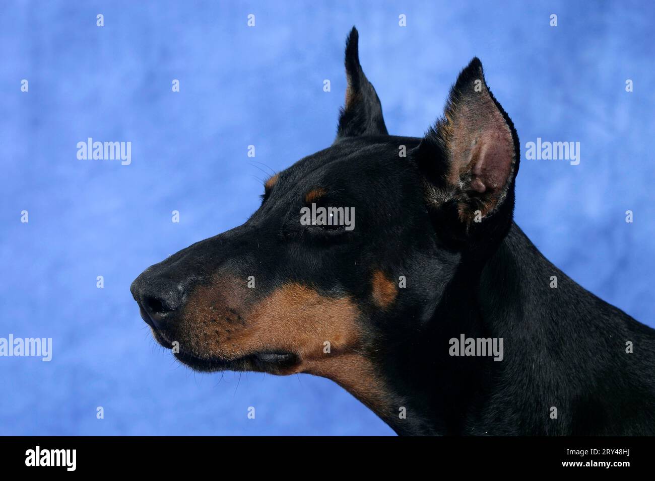 Doberman pinscher, Doberman, mammals, mammals, animals, domestic dog ...