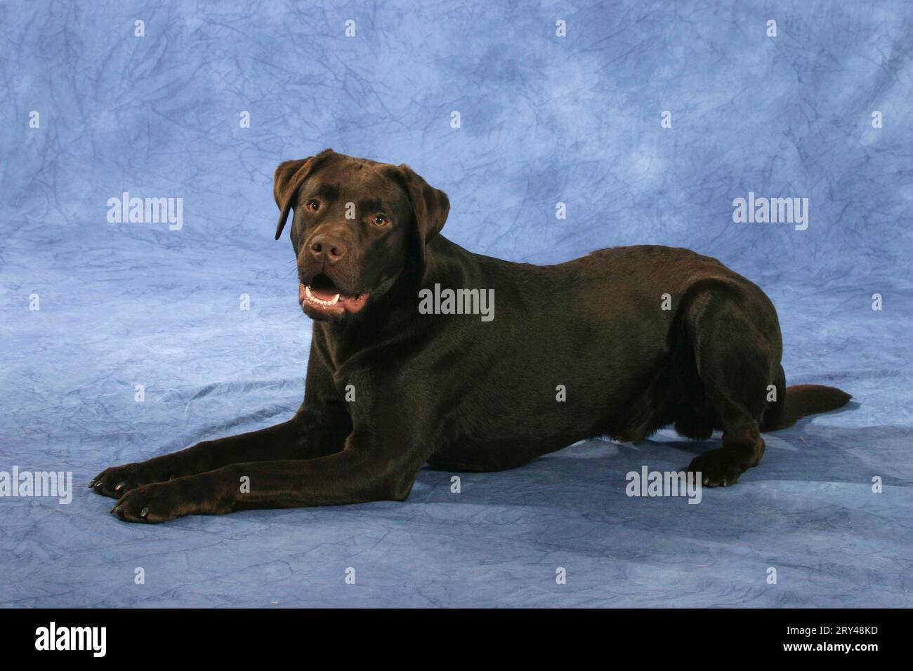 Labrador Retriever, Chocolate Stock Photo - Alamy