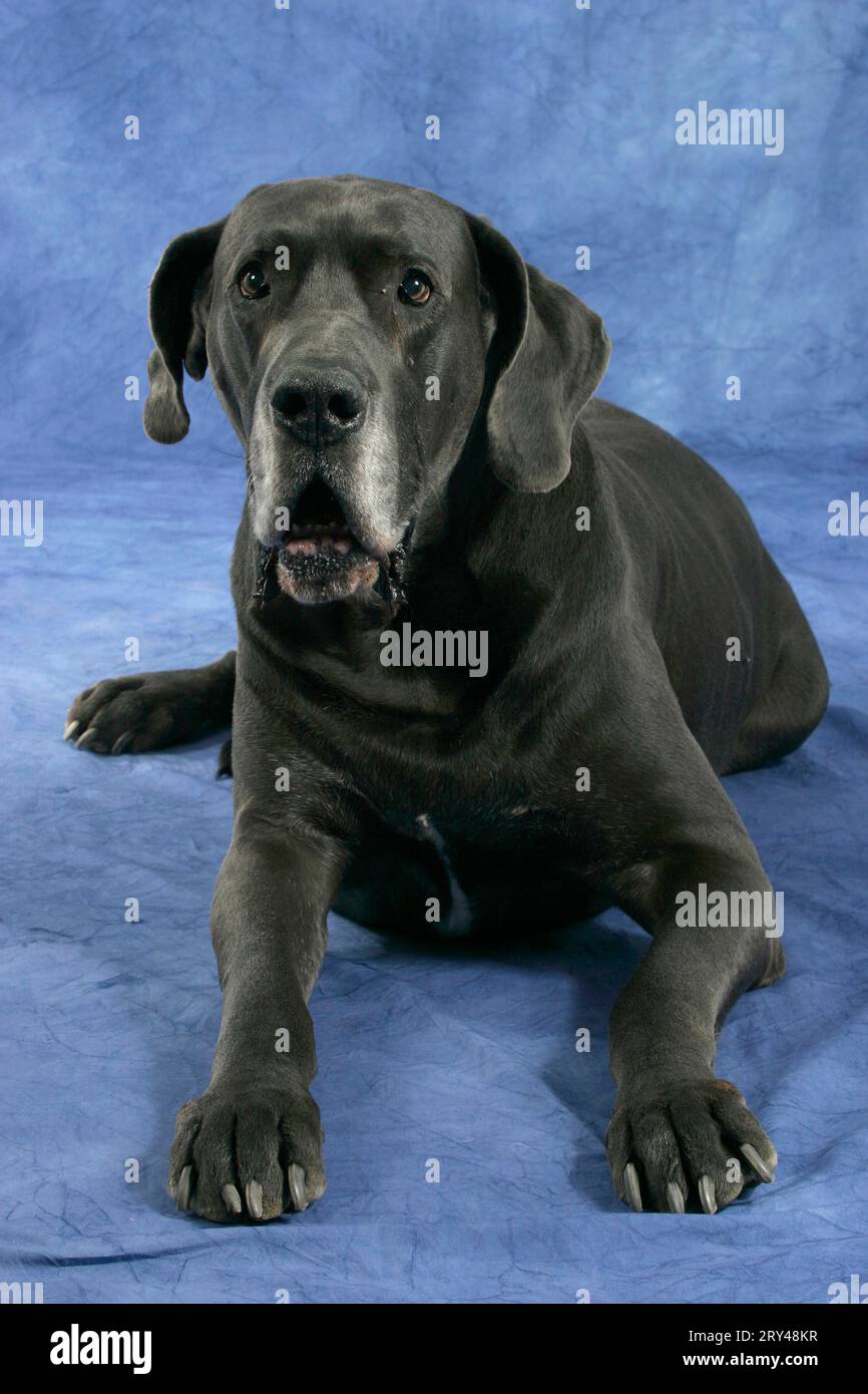 Year old great dane dog hi-res stock photography and images - Alamy