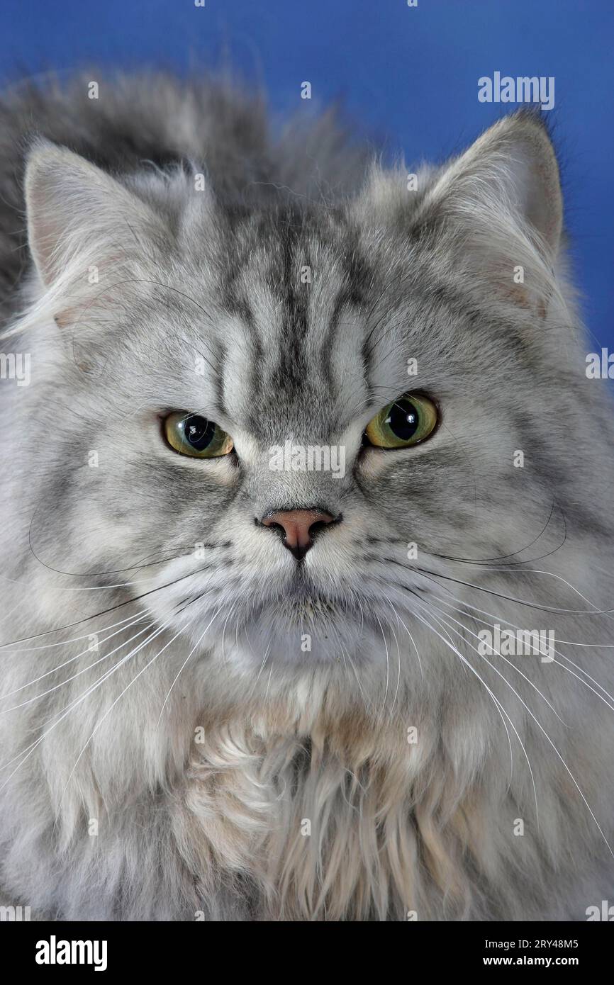 Silver stripe cat hi-res stock photography and images - Alamy