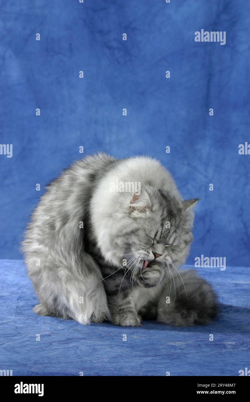 Persian cat, silver tabby Stock Photo - Alamy