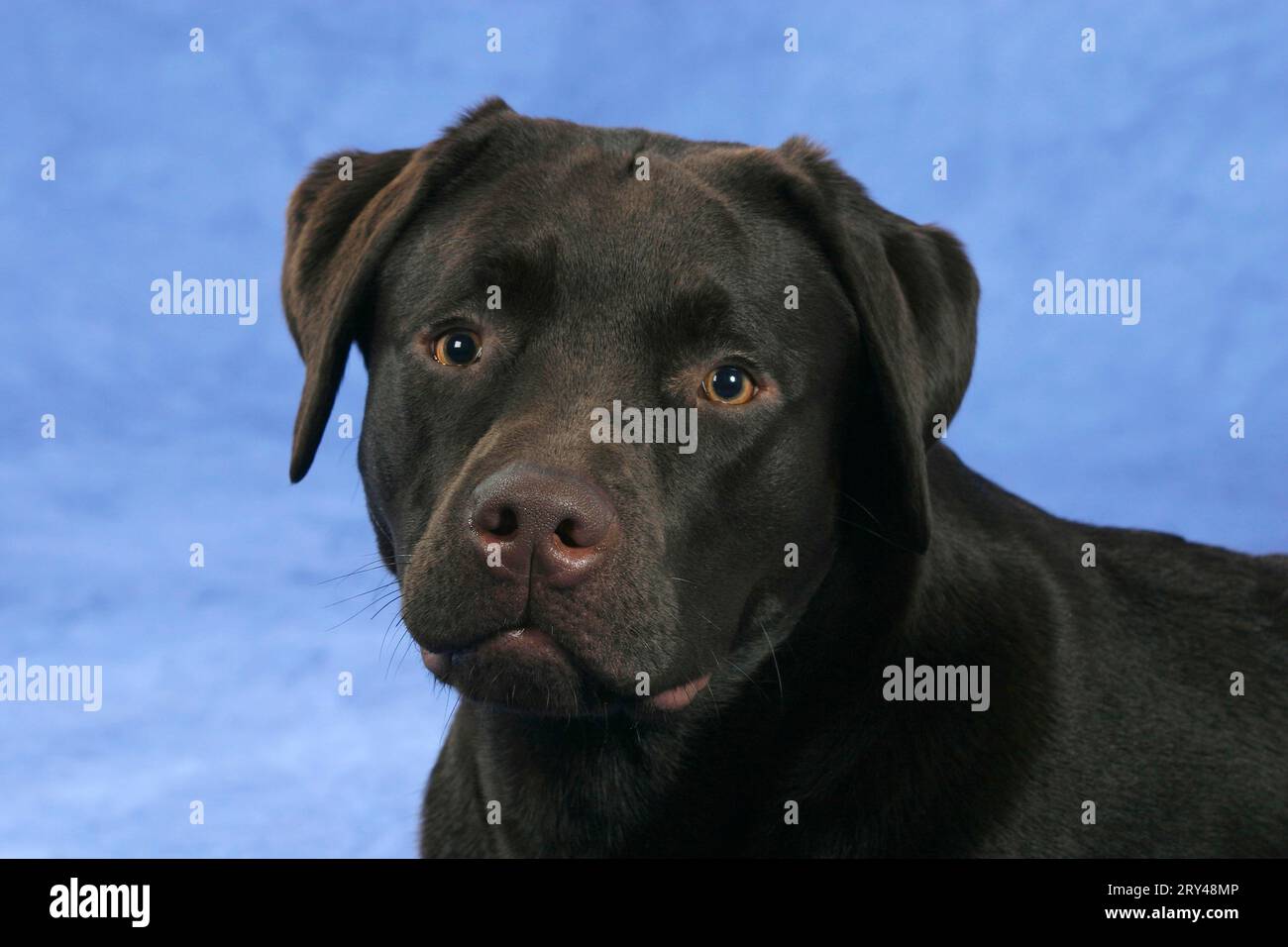 One adult chocolate labrador hi-res stock photography and images - Alamy
