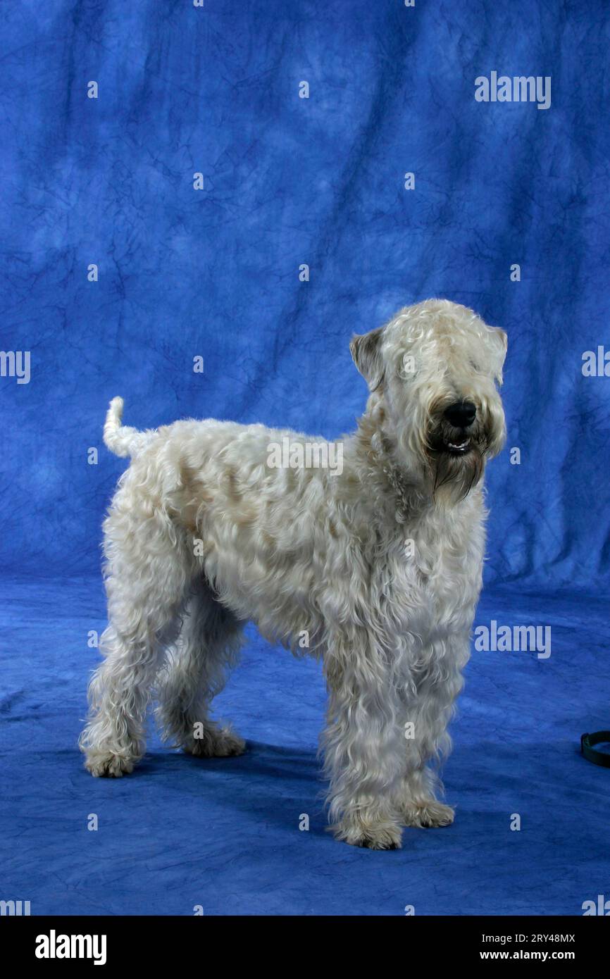 Irish Soft Coated Wheaten Terrier, mammals, mammals, animals, domestic dog, pet, pet, indoor ...