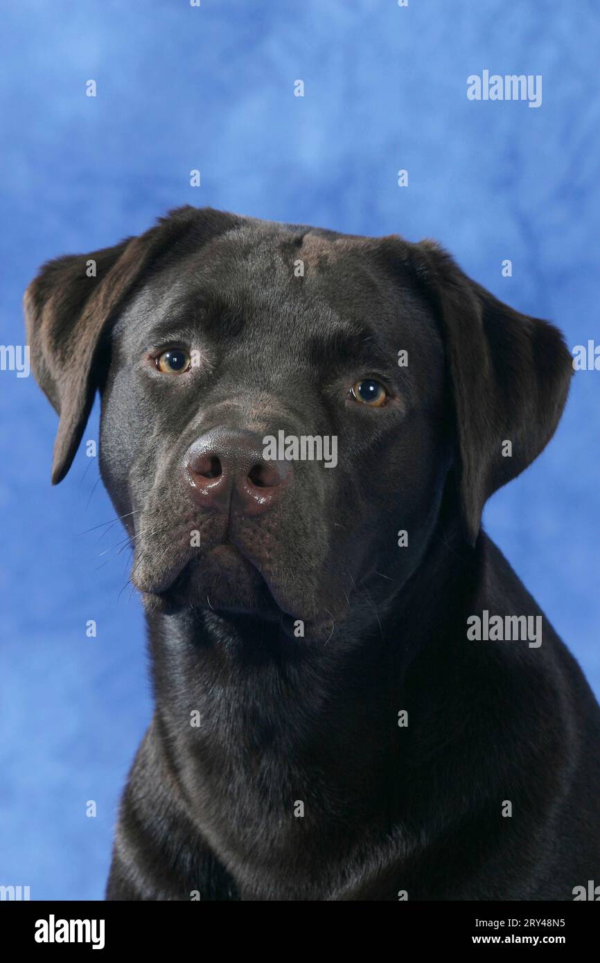Adult chocolate labrador retriever hi-res stock photography and images ...