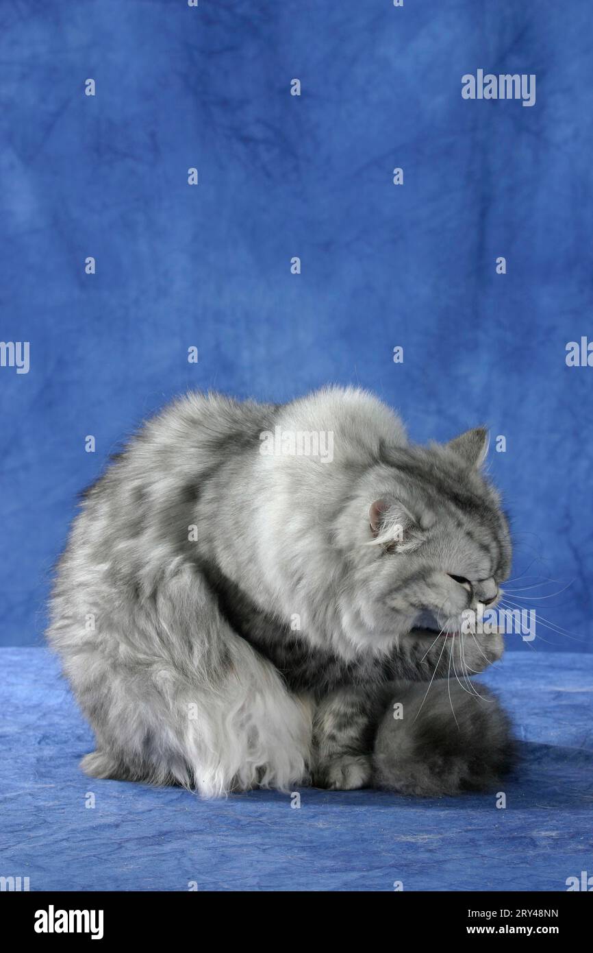 Persian cat, silver tabby Stock Photo - Alamy