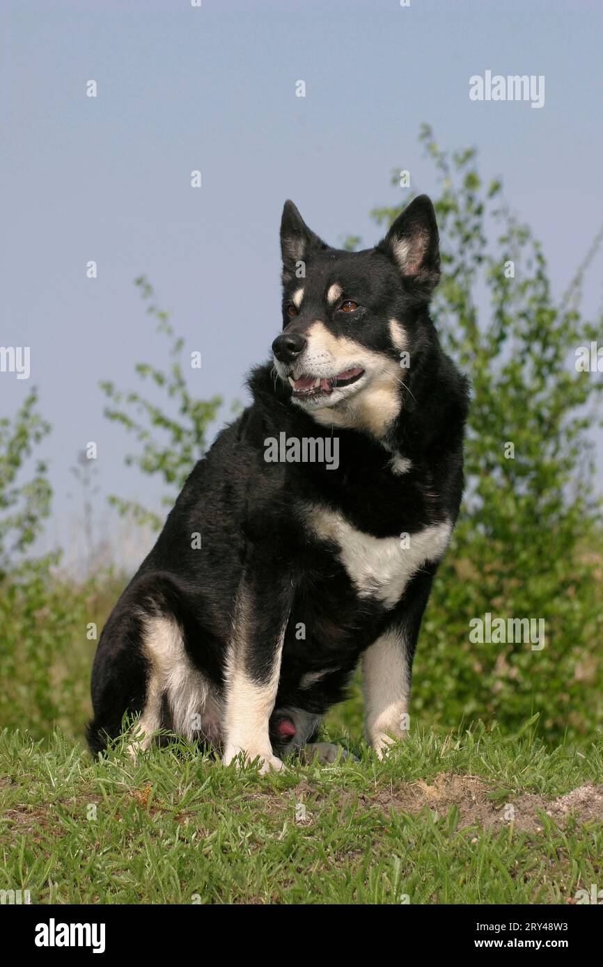 Finish Reindeer Herder, Finnish Lapland Shepherd Dog, Lapland Reindeer ...