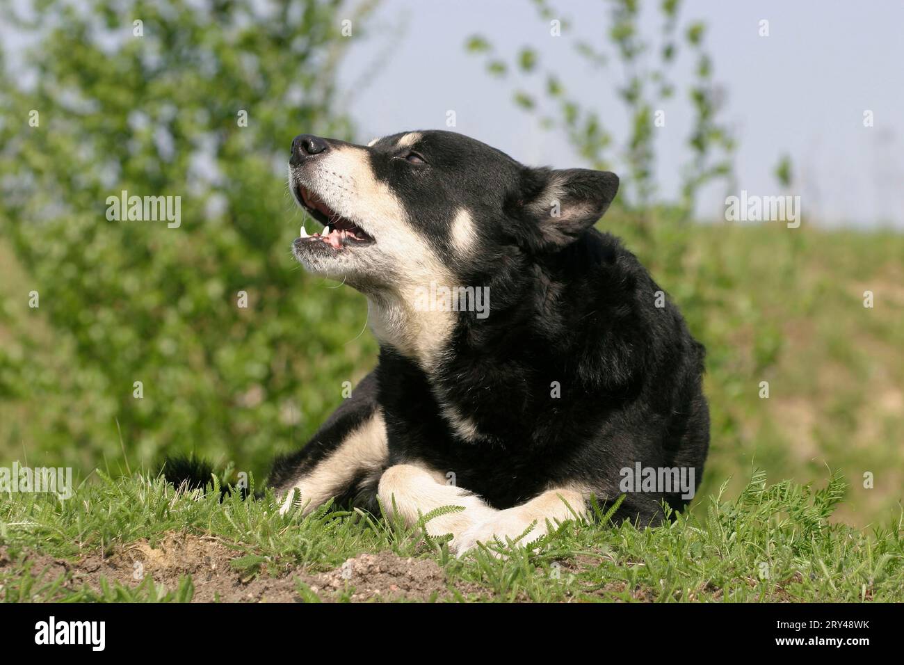 Finish Reindeer Herder, Finnish Lapland Shepherd Dog, Lapland Reindeer ...