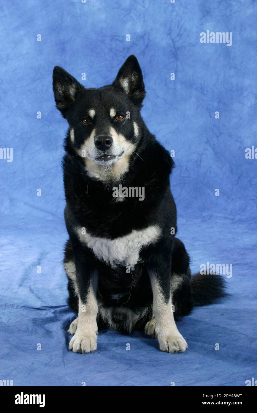 Finish Reindeer Herder, Finnish Lapland Shepherd Dog, Lapland Reindeer ...