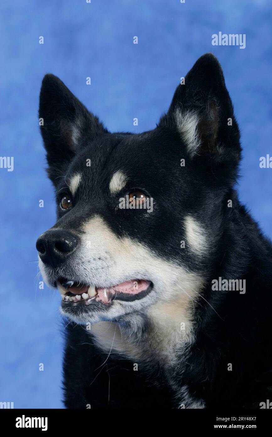 Finish Reindeer Herder, Finnish Lapland Shepherd Dog, Lapland Reindeer ...
