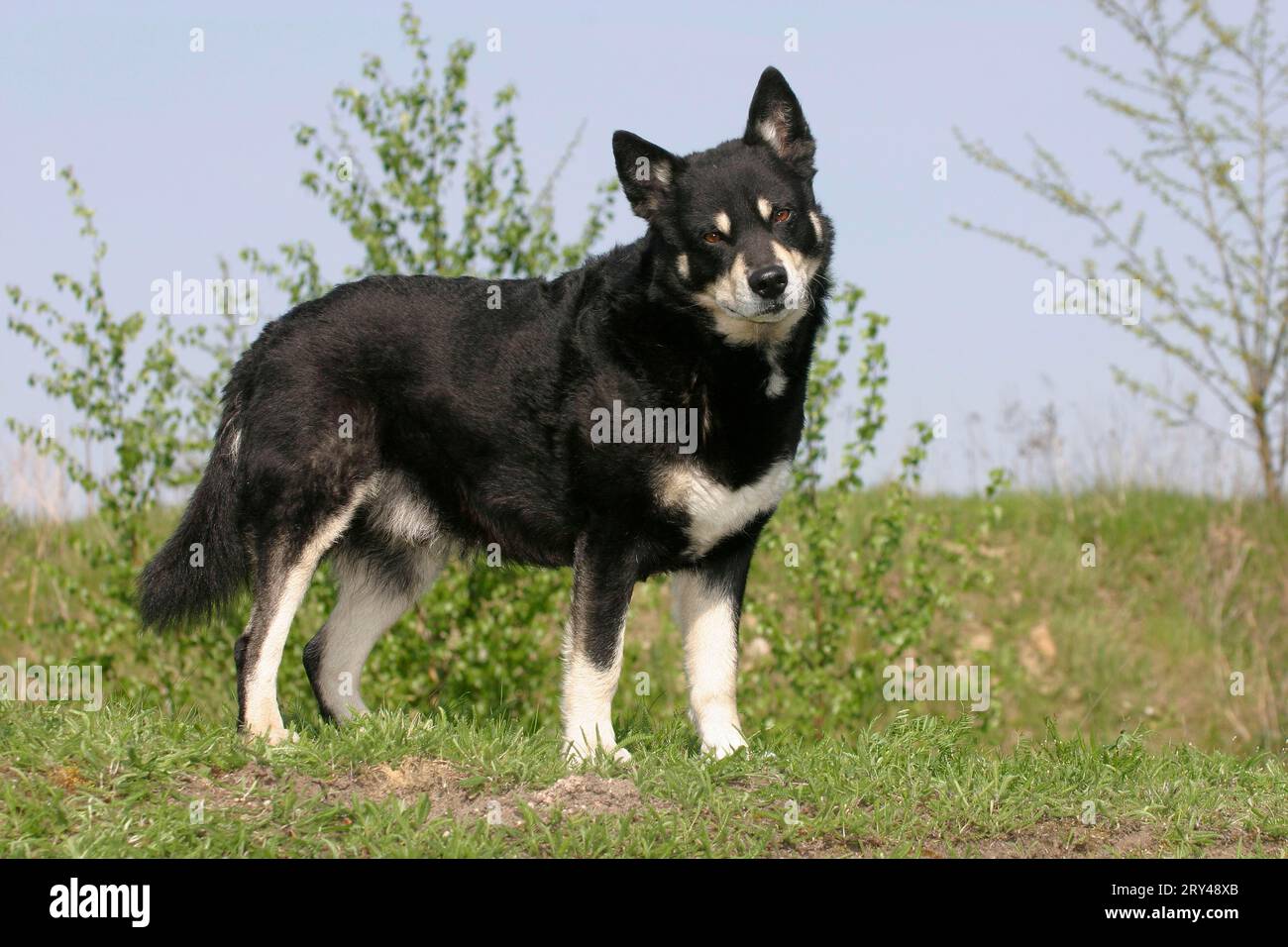 Finish Reindeer Herder, Finnish Lapland Shepherd Dog, Lapland Reindeer ...