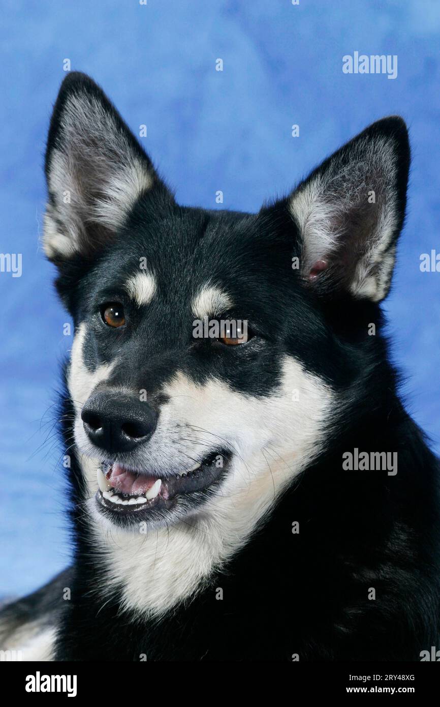 Finish Reindeer Herder, Finnish Lapland Shepherd Dog, Lapland Reindeer ...