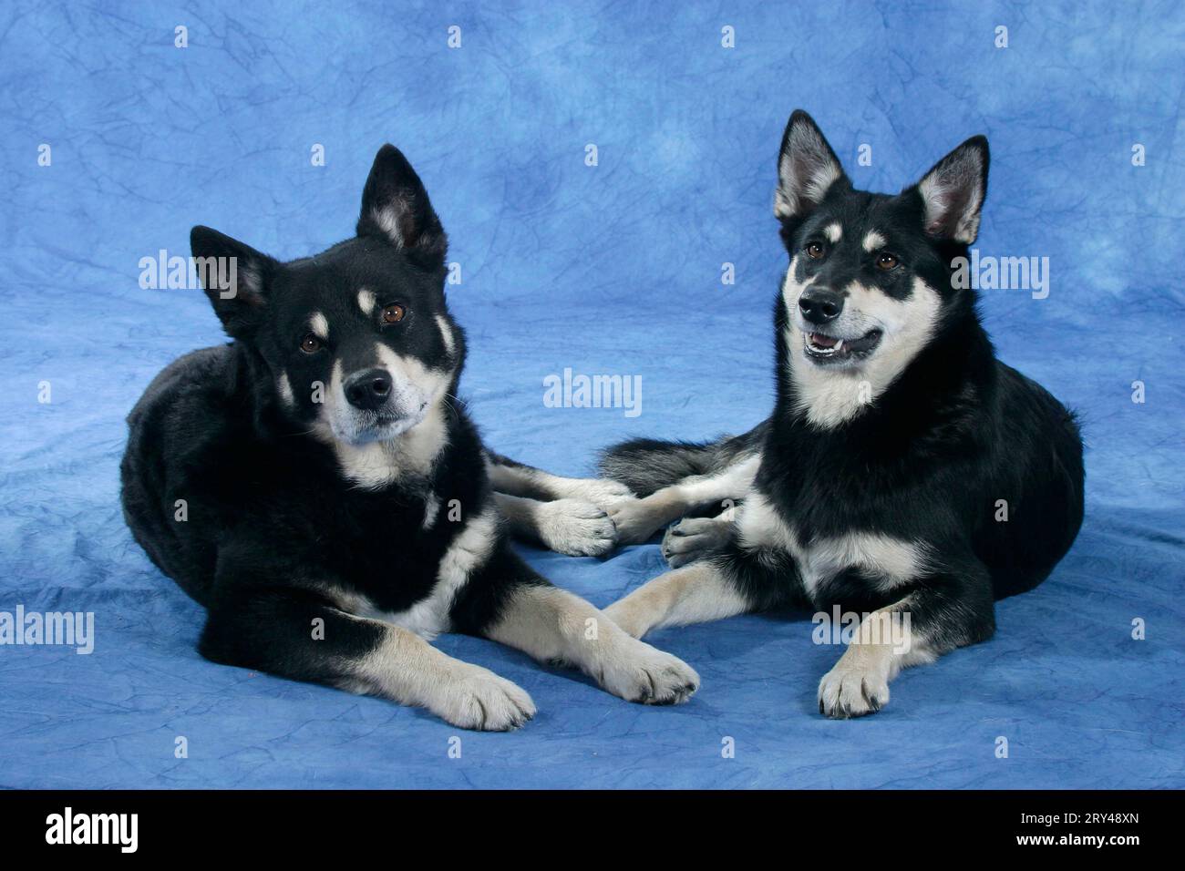 Lapland shepherd dogs hi-res stock photography and images - Alamy