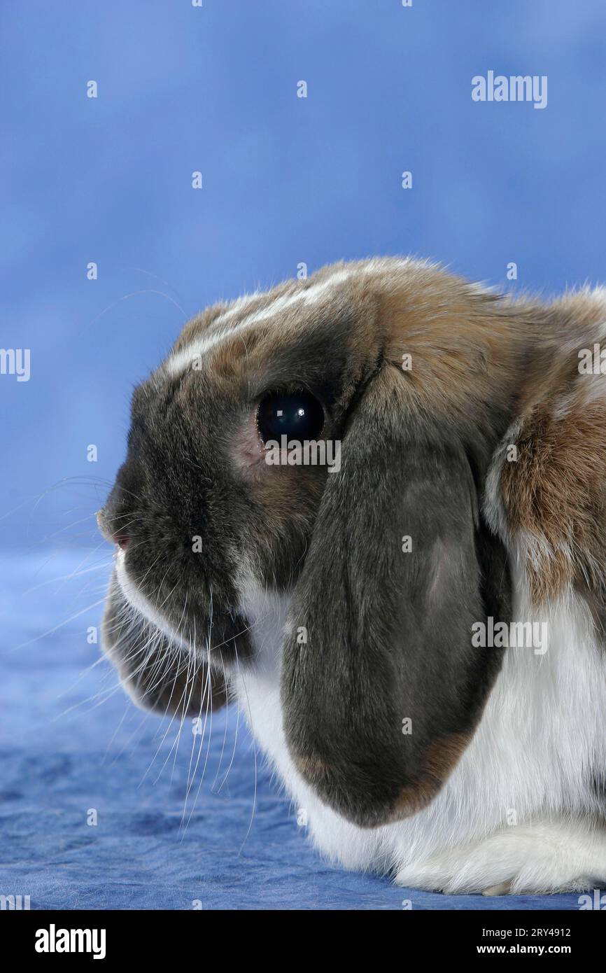 Lop-eared Dwarf Rabbit, dwarf ram rabbit, rabbit, dwarf rabbit, inside ...