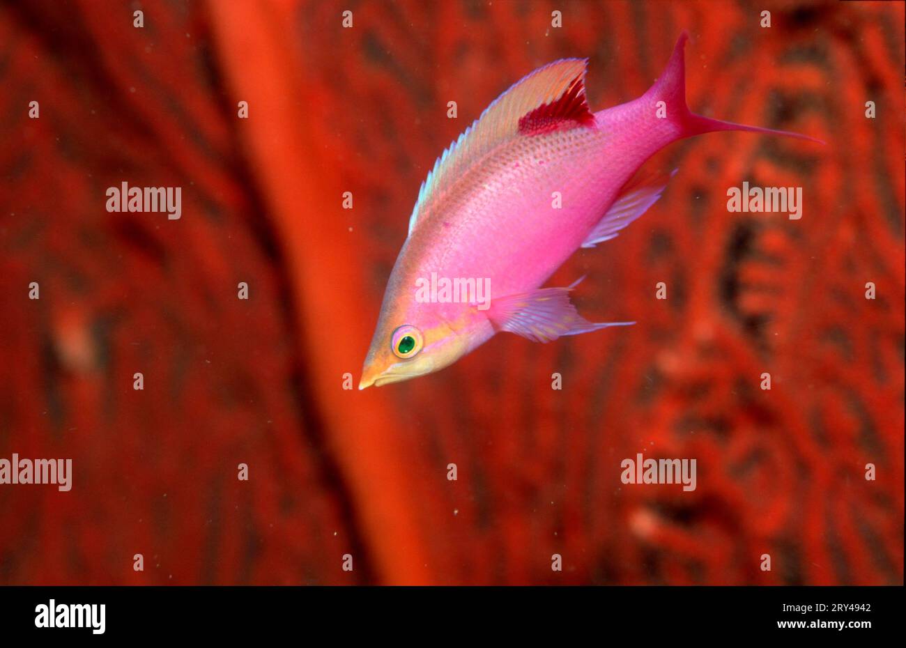 Purple Queen Anthias (Pseudanthias tuka), Yellowback Anthias, Other ...