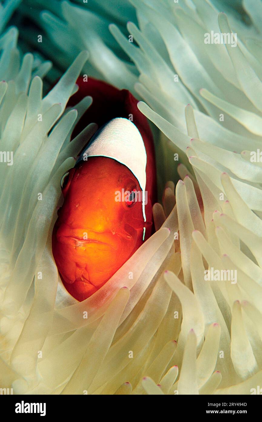 Spine-cheek Clownfish (Amphiprion biaculeatus), Spiny anemonefish ...