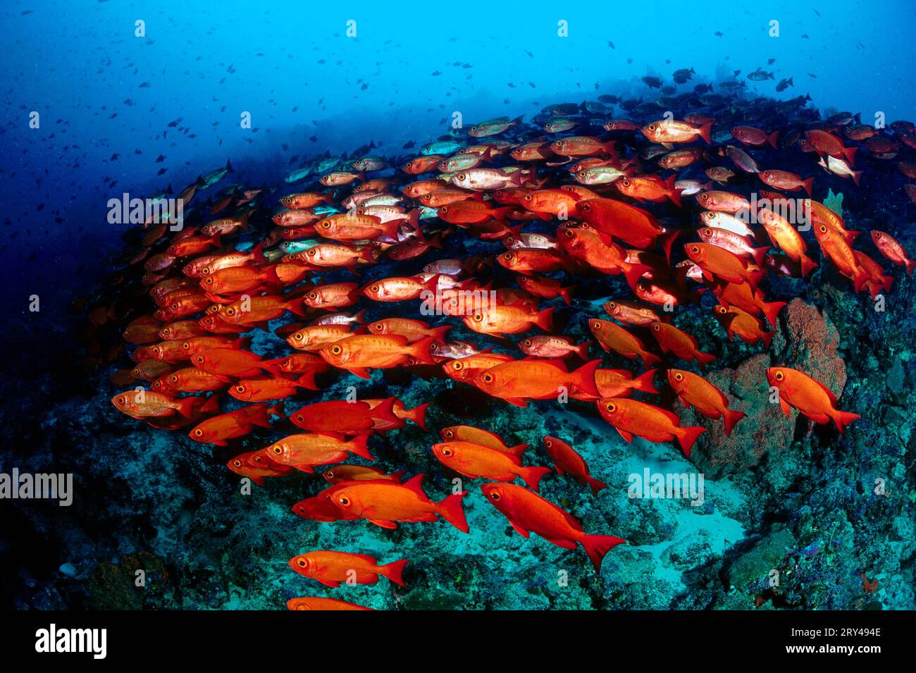Lunar-tailed Bullseyes, Crescent-tail Bigeye, Moontail (Priacanthus ...