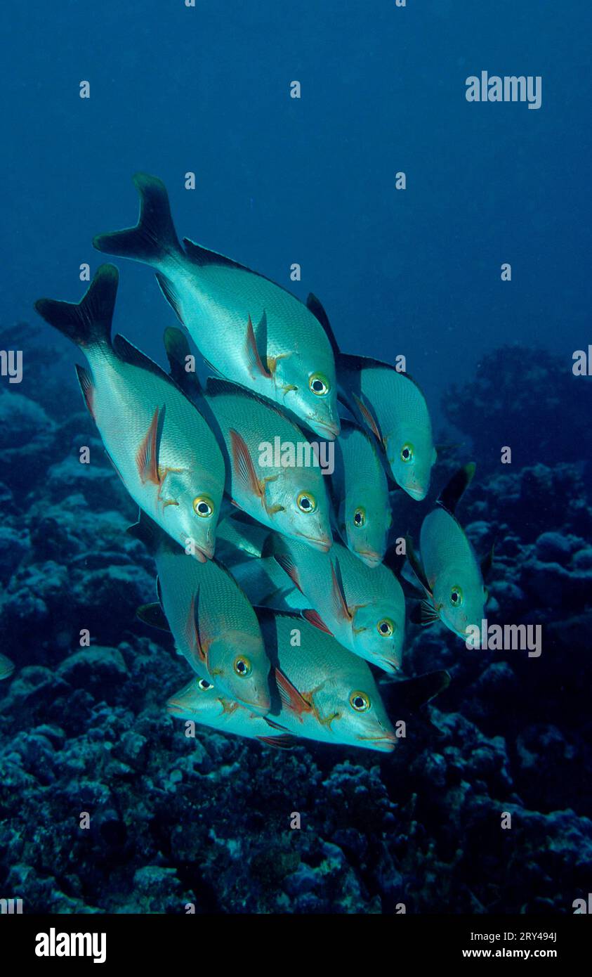 Humpback Snapper (Lutjanus gibbus Stock Photo - Alamy
