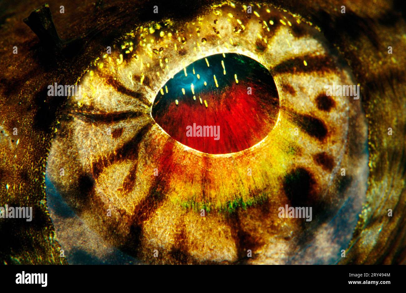 Atlantic angler fish hi-res stock photography and images - Alamy