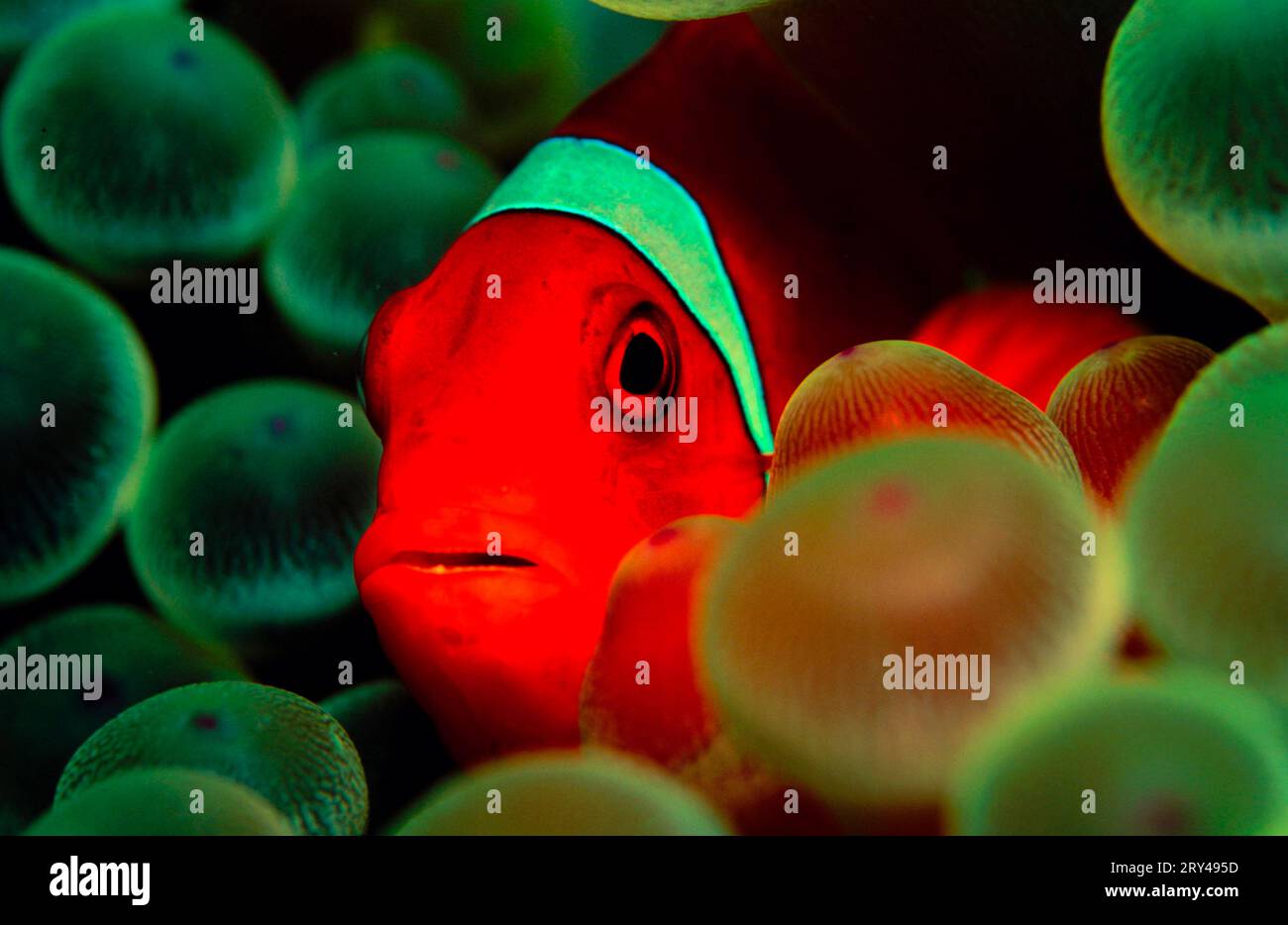 Spine-cheek Clownfish (Premnas biaculeatus) (Amphiprion biaculeatus ...