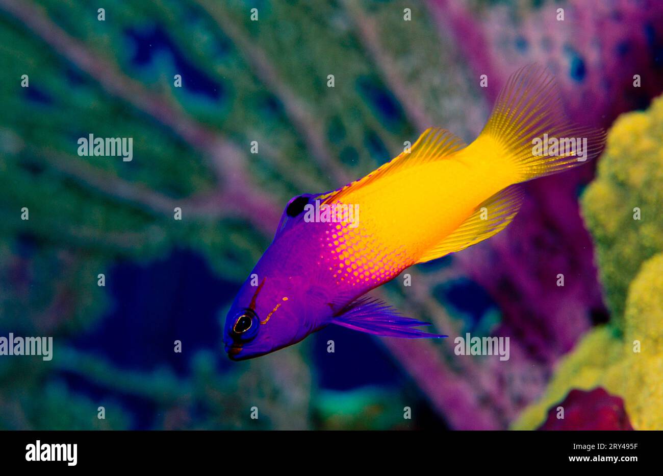 Loreto fairy basslet hi-res stock photography and images - Alamy