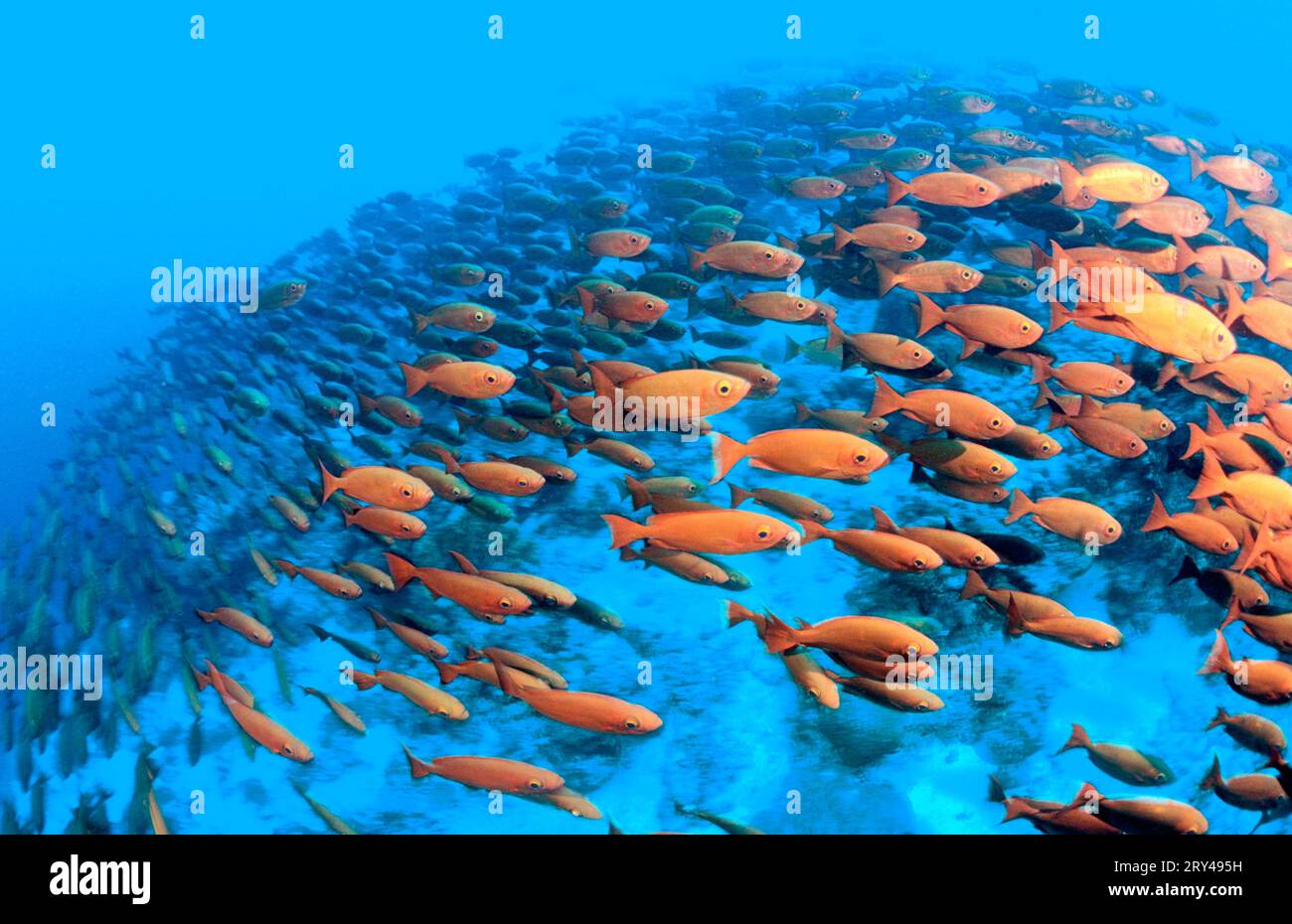 Lunar-tailed Bullseyes, Crescent-tail Bigeye, Moontail (Priacanthus ...