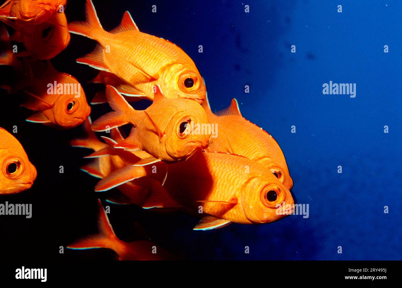Pinecone soldierfish (Myripristis murdjan Stock Photo - Alamy