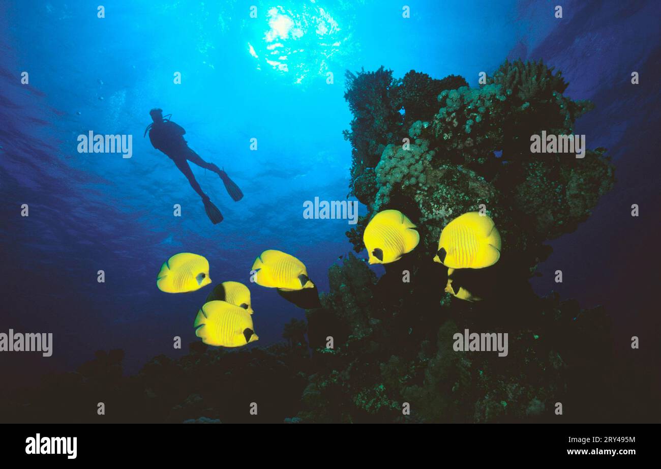 Masked Butterfly Fish and diver, Red Sea, Bluecheek butterflyfishes ...