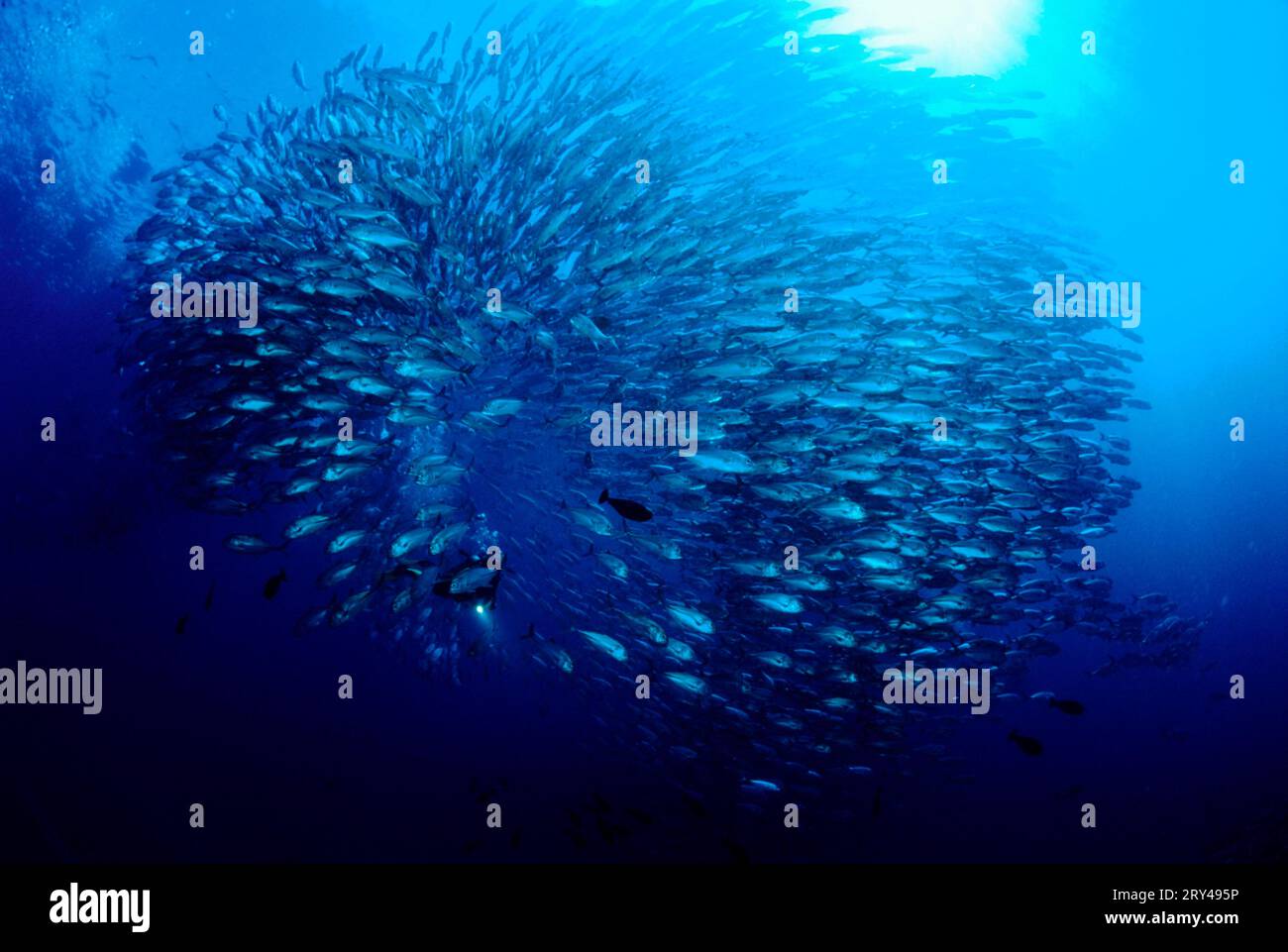 Bigeye trevally (Caranx sexfasciatus) (Caranx elacate Stock Photo - Alamy