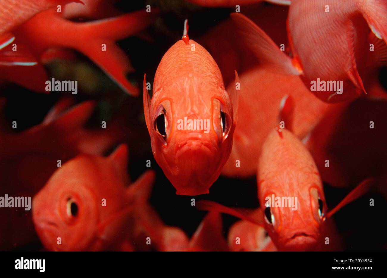 An adult soldierfish hi-res stock photography and images - Alamy