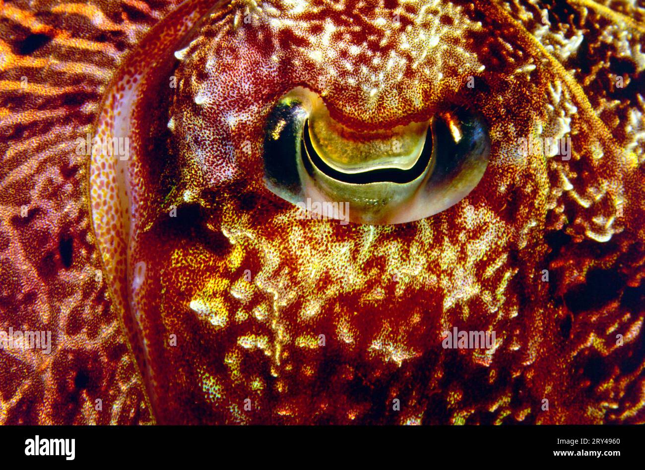 Crinoid cuttlefish hi-res stock photography and images - Alamy