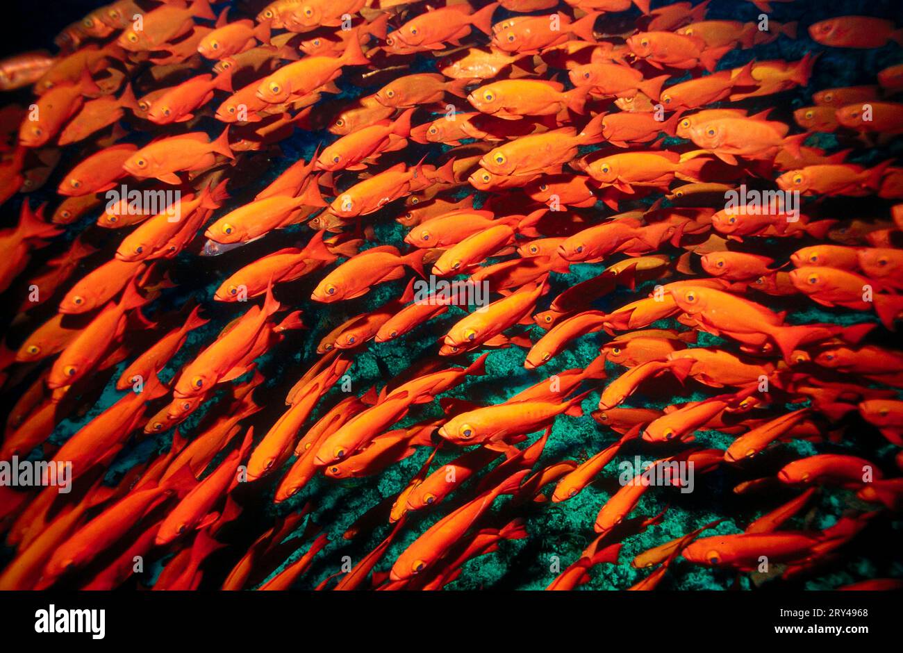 Lunar-tailed Bullseyes, Crescent-tail Bigeye, Moontail (Priacanthus ...