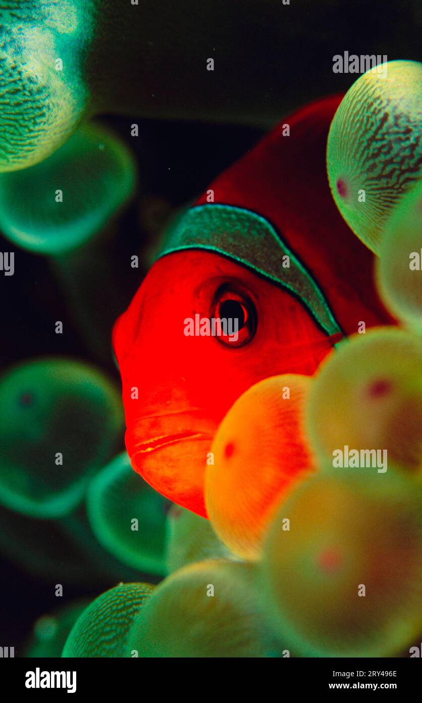 Spine-cheek Clownfish (Premnas biaculeatus) (Amphiprion biaculeatus ...