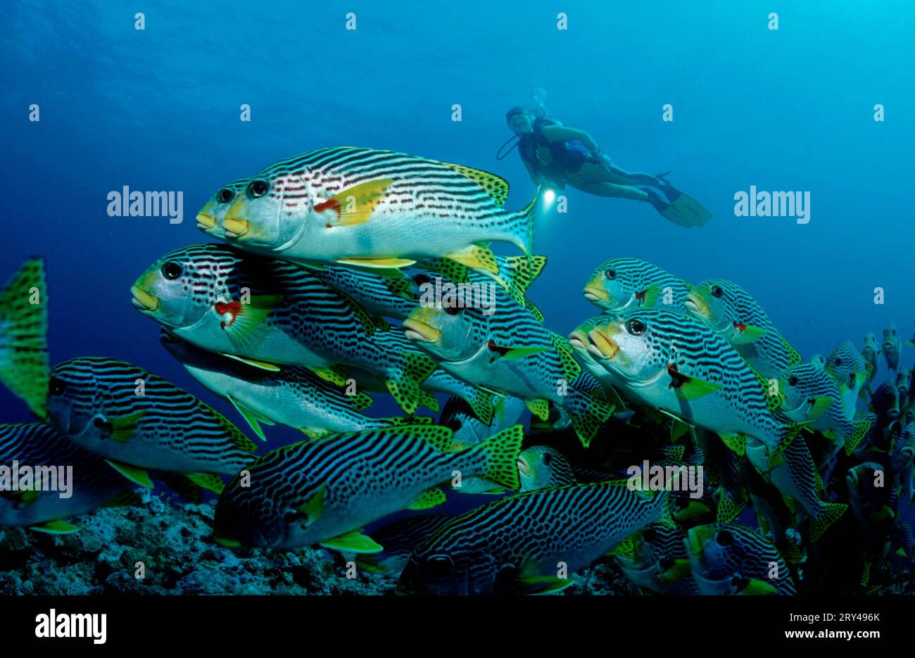 Diagonal-banded Sweetlip (Plectorhynchus lineatus), side Stock Photo ...
