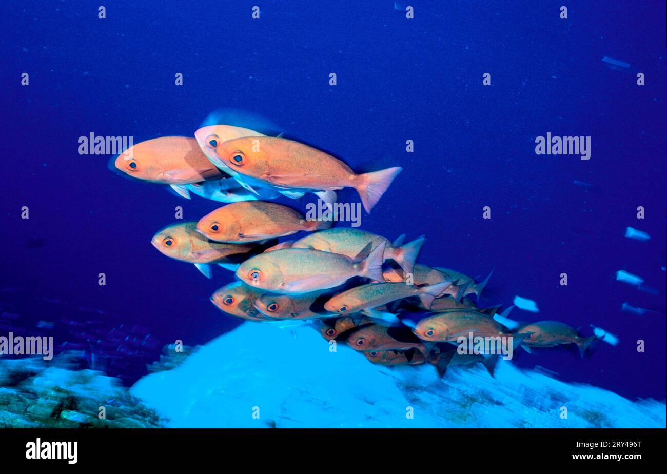 Lunar-tailed Bullseyes, Crescent-tail Bigeye, Moontail (Priacanthus ...