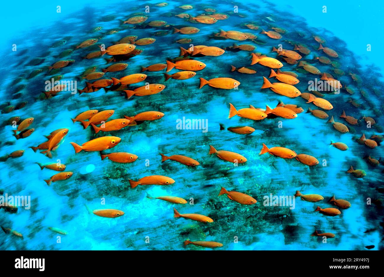 Lunar-tailed Bullseyes, Crescent-tail Bigeye, Moontail (Priacanthus ...