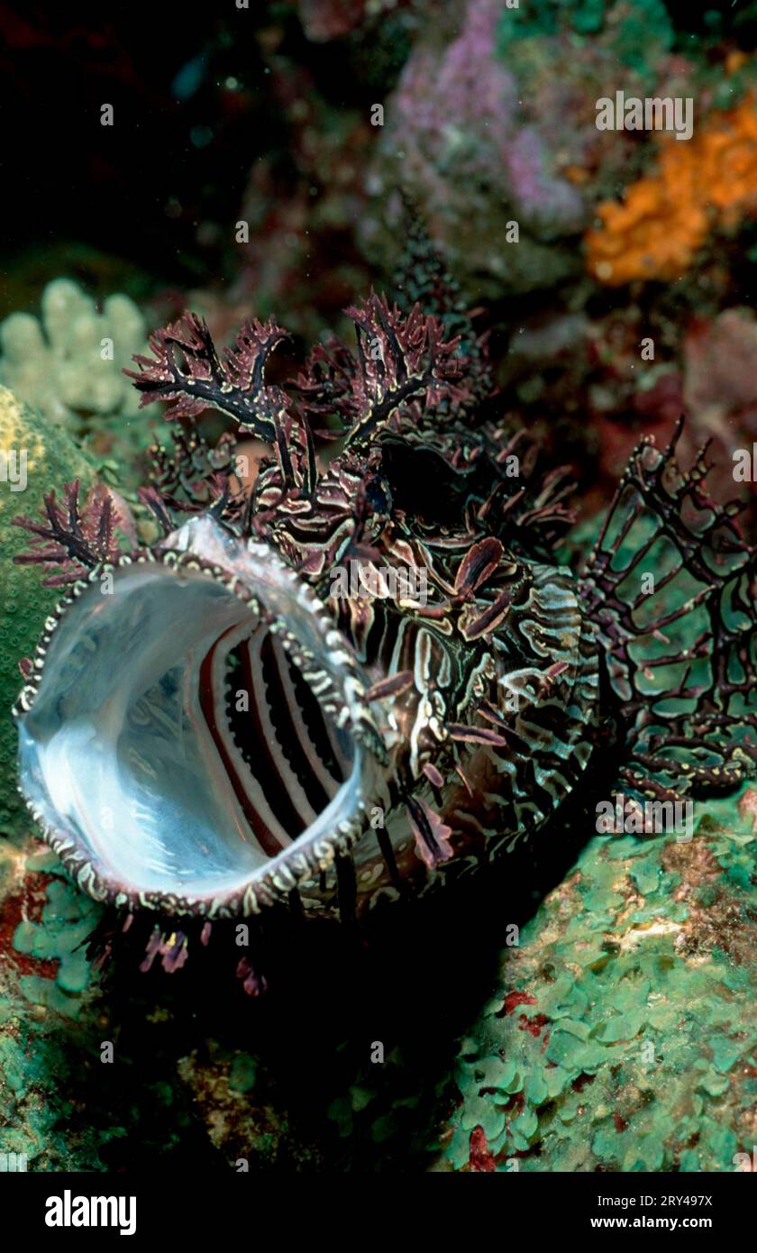 Merlets scorpionfish hi-res stock photography and images - Alamy