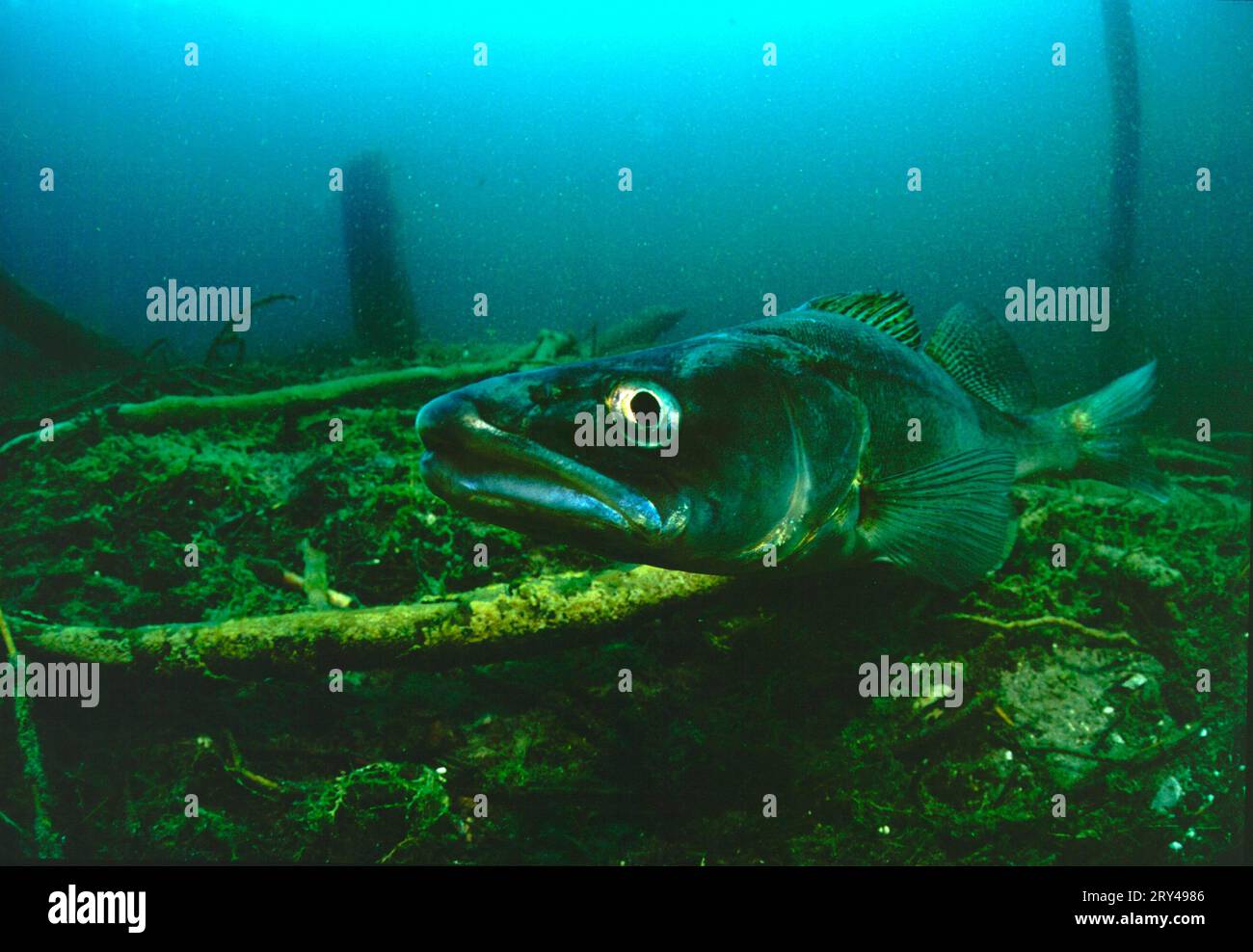 Pike-perch (Sander lucioperca), Austria, Zander Europa, Andere Tiere ...