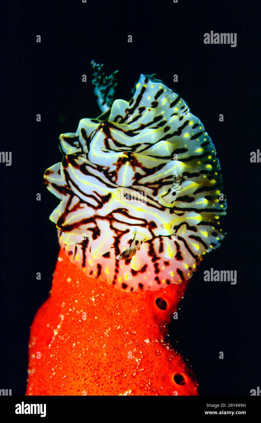 Halgerda willeyi hi-res stock photography and images - Alamy