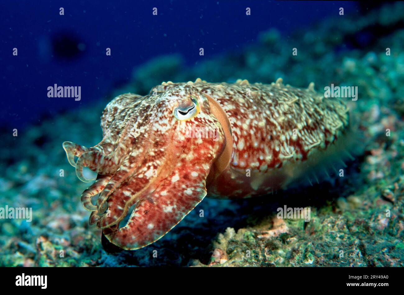 Kobi squid (Sepia kobiensis), Maldives Stock Photo - Alamy